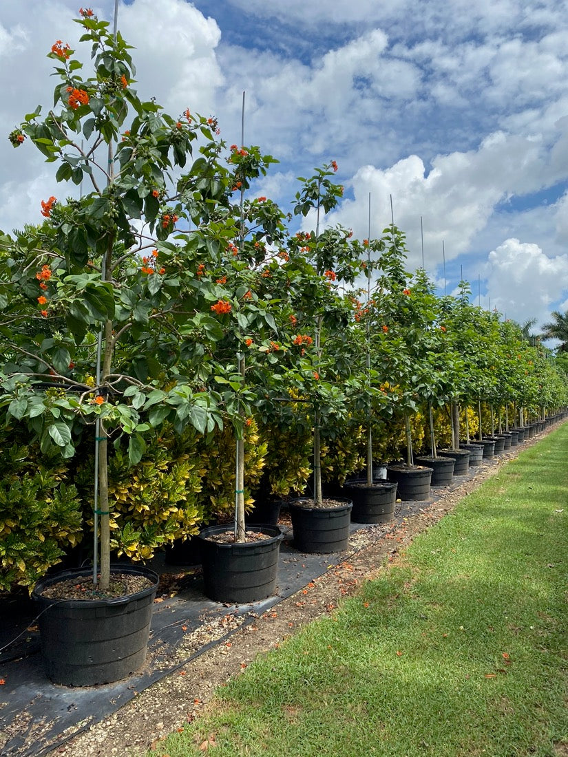 Best Cordia Sebestena Plant Trees Nurseries Near Me Kadiyam India ...