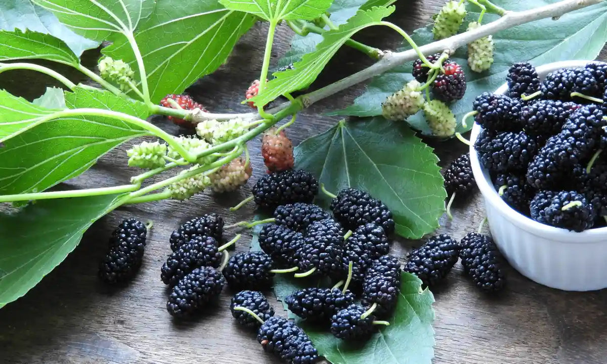 Best Mulberry Fruit Plants Nurseries Shop Now In Kadiyam India ...