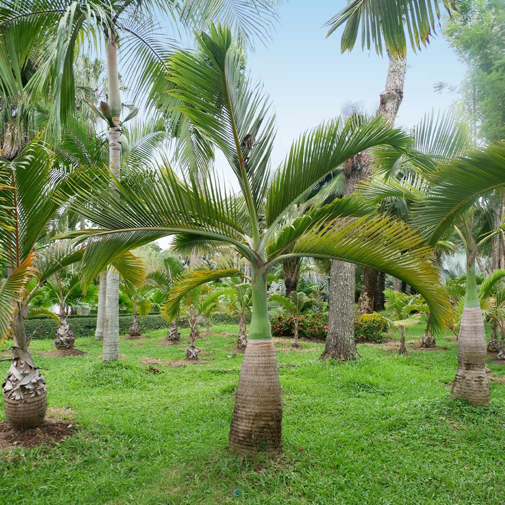 Bottle Palm (Hyophorbe lagenicaulis) | Wholesale Specimen Palms Kadiyam ...
