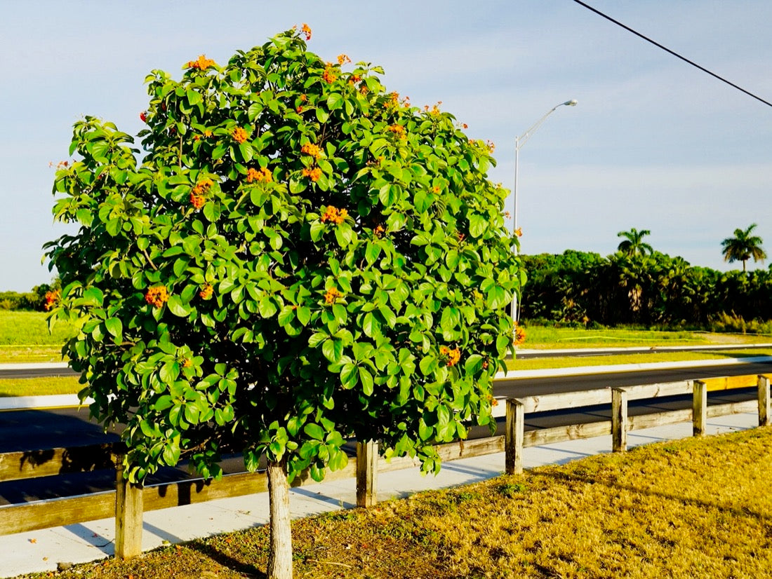 Best Cordia Sebestena Plant Trees Nurseries Near Me Kadiyam India ...