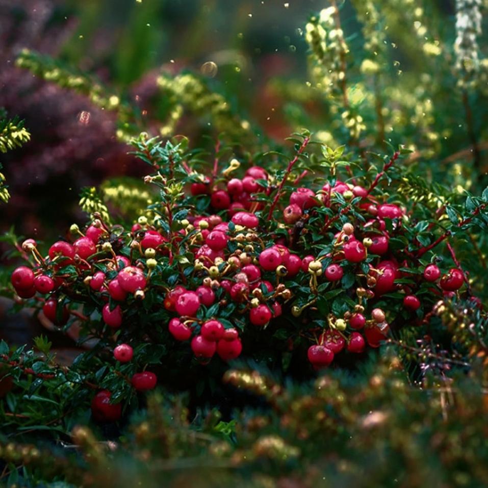 Indian Cranberry Tree