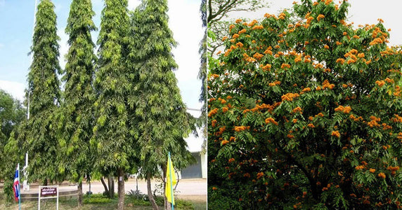 Best Ashok Plant Trees Nursery Near To Me Kadiyam India Saraca indica ...