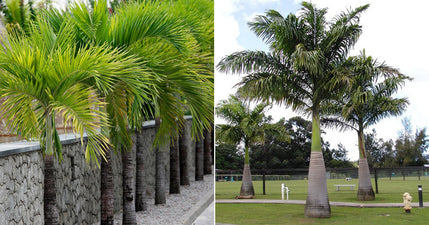 Best Royal Palm Trees Near To Me Shop Now In Kadiyam India — Kadiyam ...