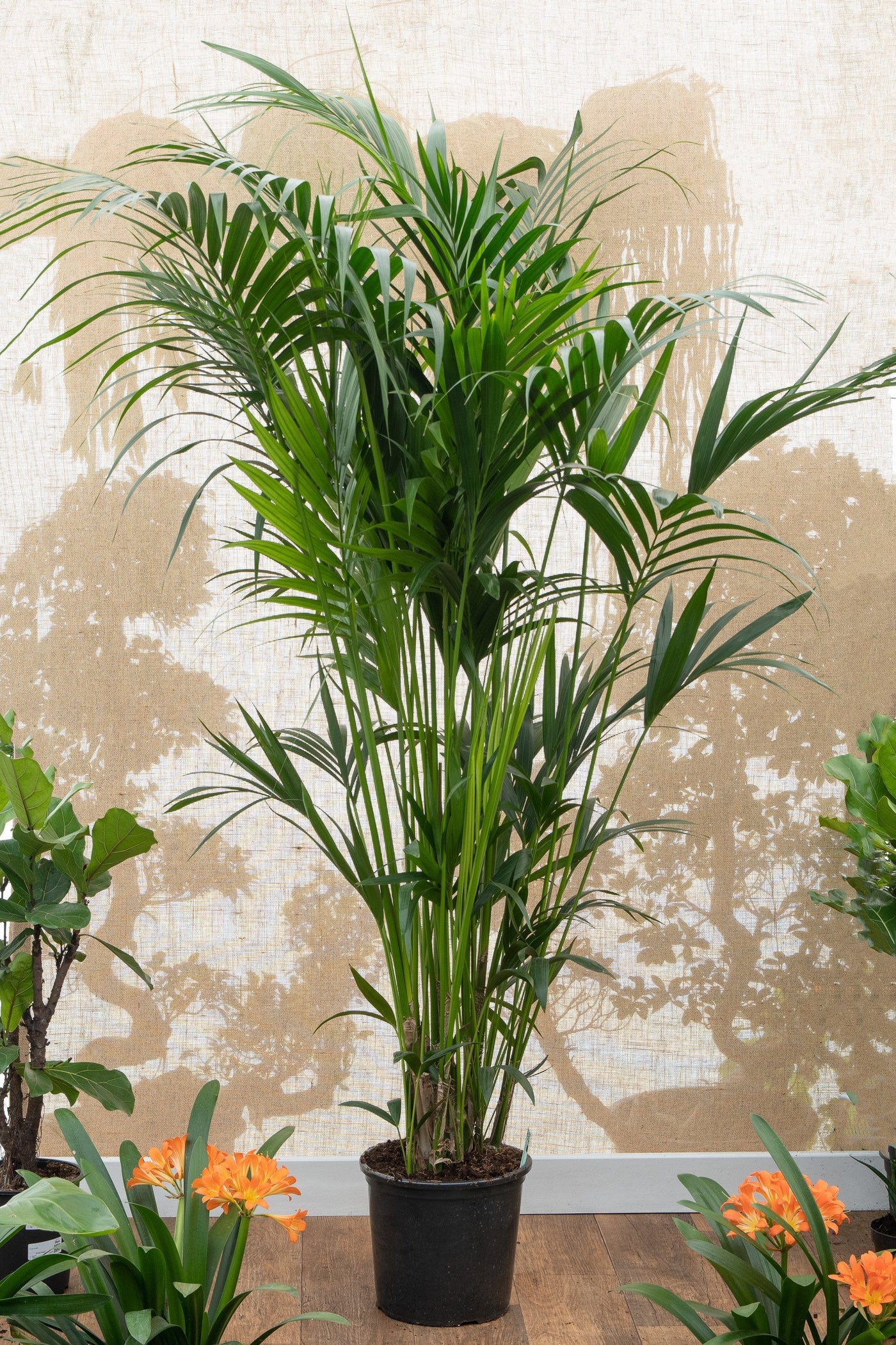 Best Kentia Palm Trees Near To Me Shop Now In Kadiyam India — Kadiyam ...