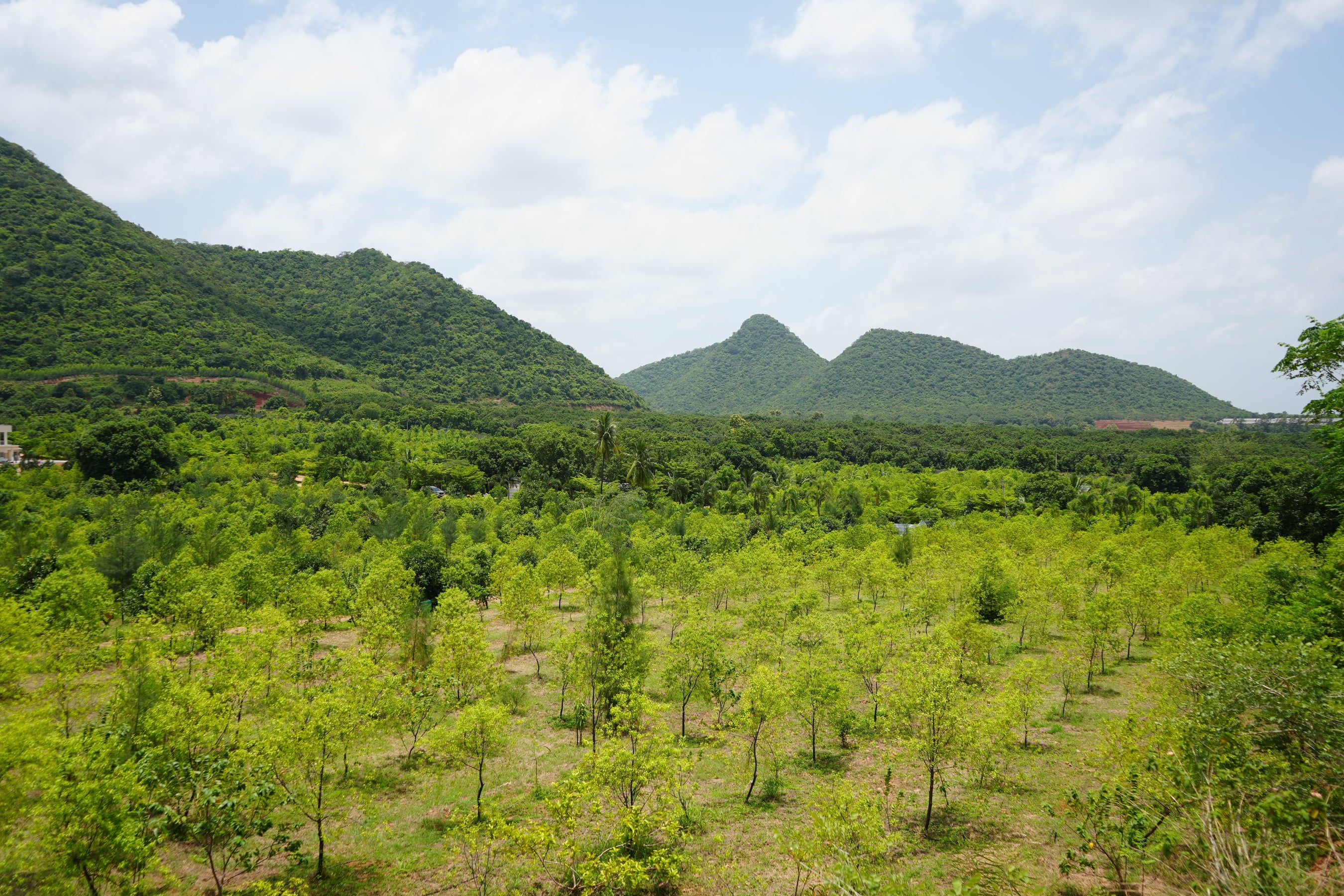 Nursery In Kadiyam | Kadiyam Nursery | Best Plants In Kadiyam — Kadiyam ...