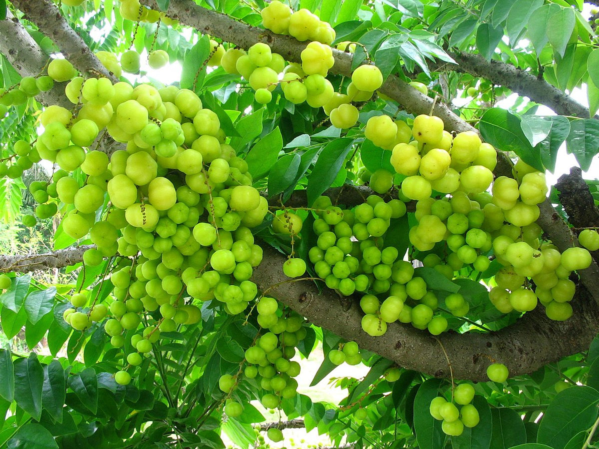 Kadiyam Best Fruit Plants — Kadiyam Rajasri Nursery Exports