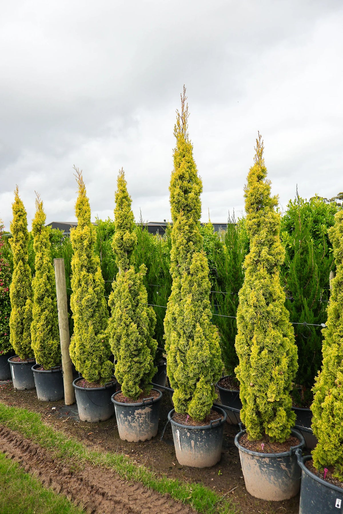 Best Golden Cyperus Plants Nurseries Plants Near Me Kadiyam India ...