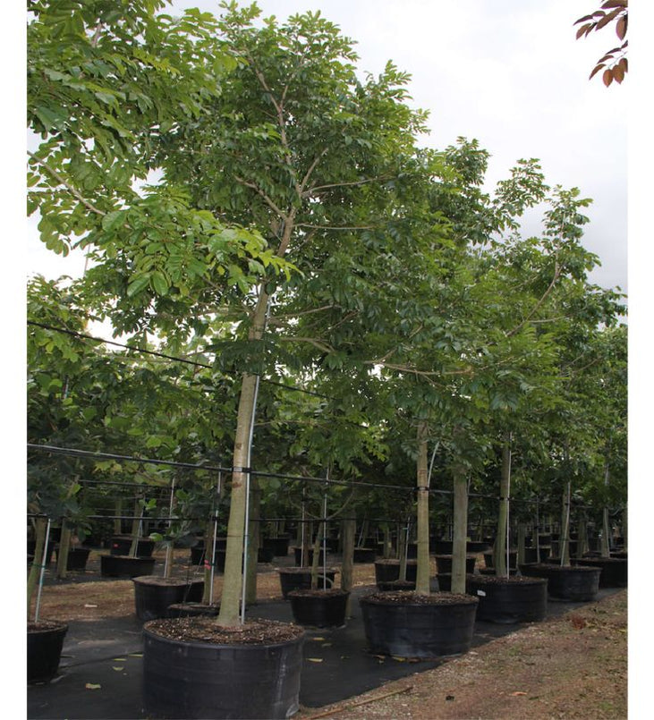 Best Pongamia Pinnata Tree Plants Nurseries In Kadiyam India Karanja ...