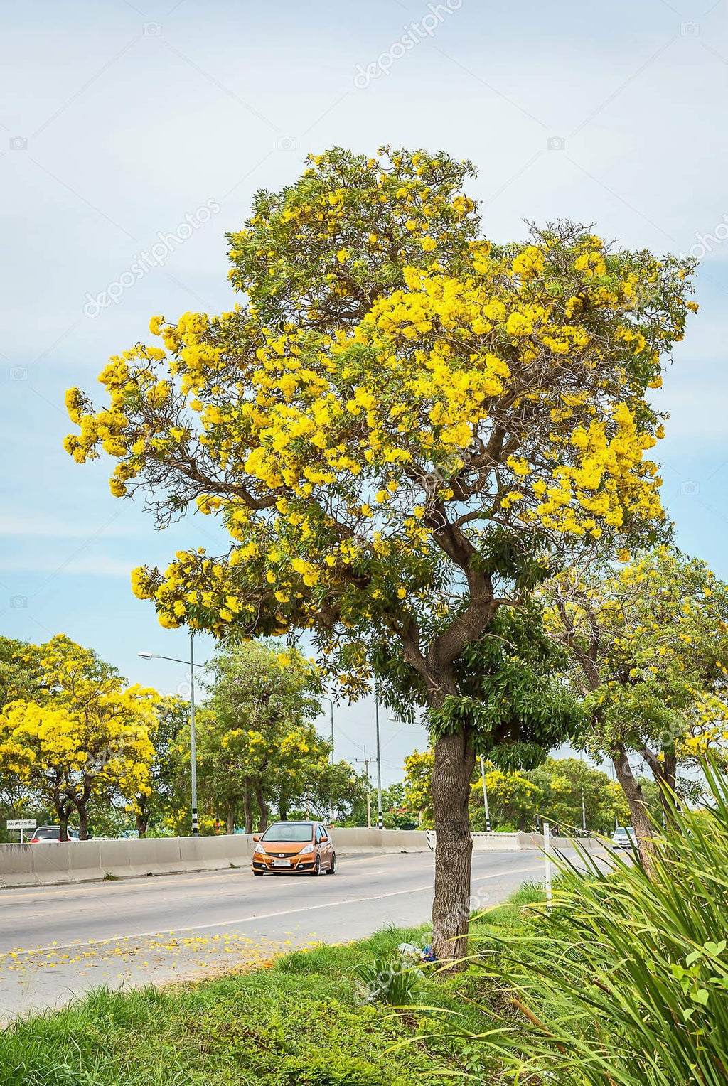 Best Silver Trumpet Trees Nurseries Near To Me Kadiyam India Tabebuia ...