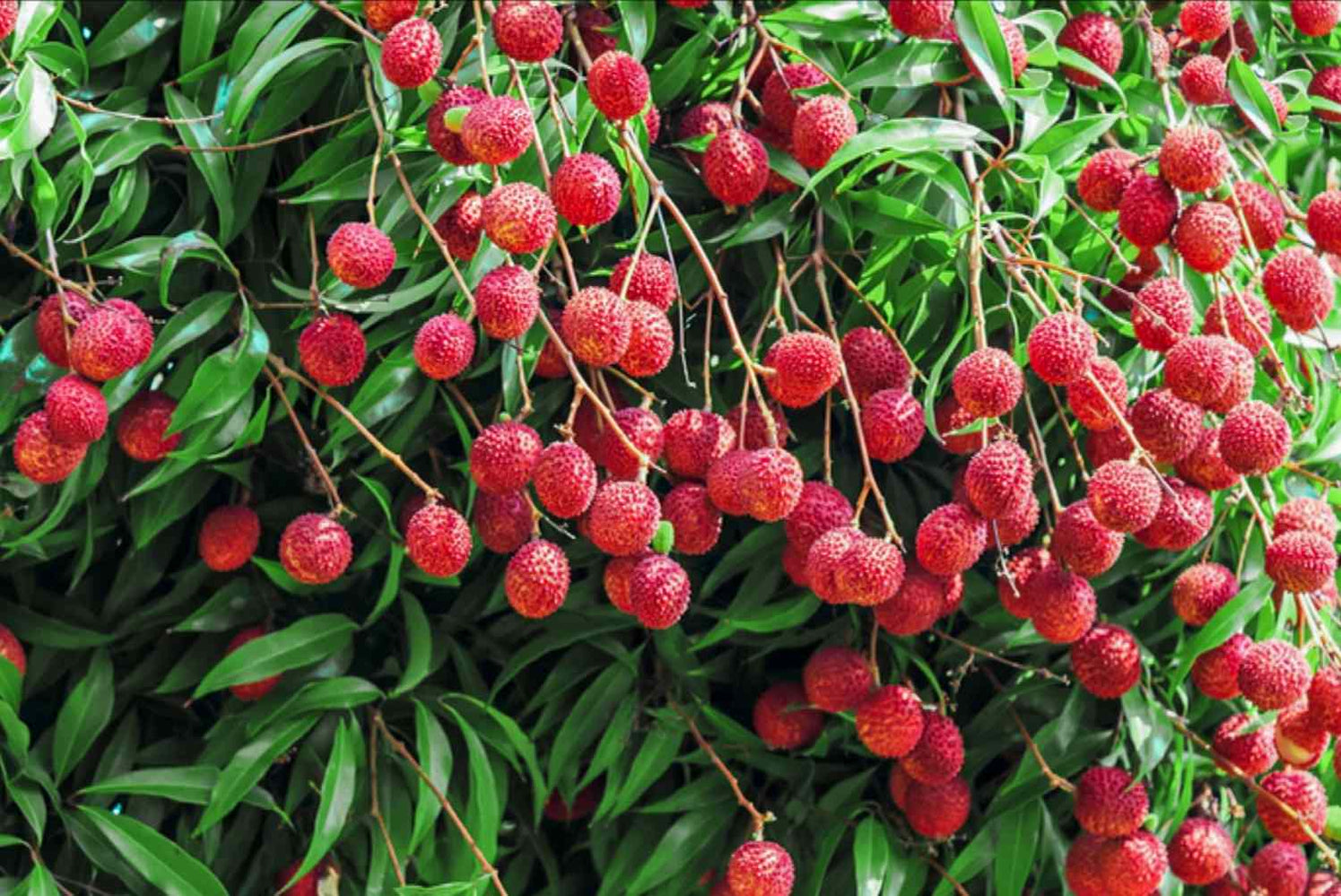 Best Lychee Fruit Plants In Kadiyam India Litchi chinensis — Kadiyam ...