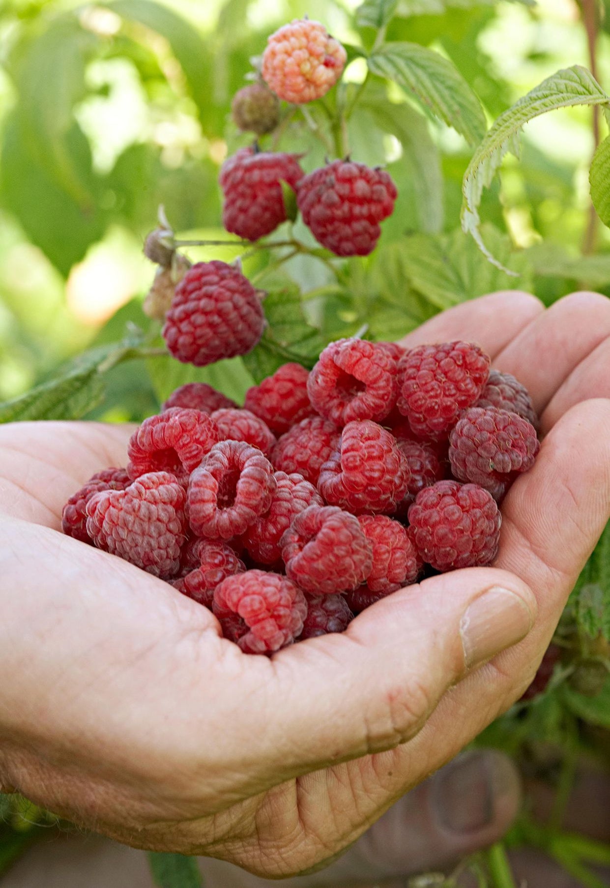Best Raspberry Plants Shop Now In Kadiyam Nurseries India Rubus idaeus — Kadiyam Rajasri Nursery ...