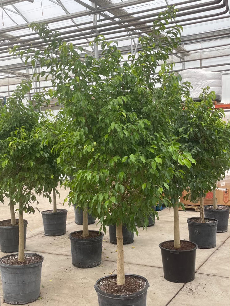 Best Ficus Benjamina Plant Trees Nurseries Near To Me Kadiyam India ...