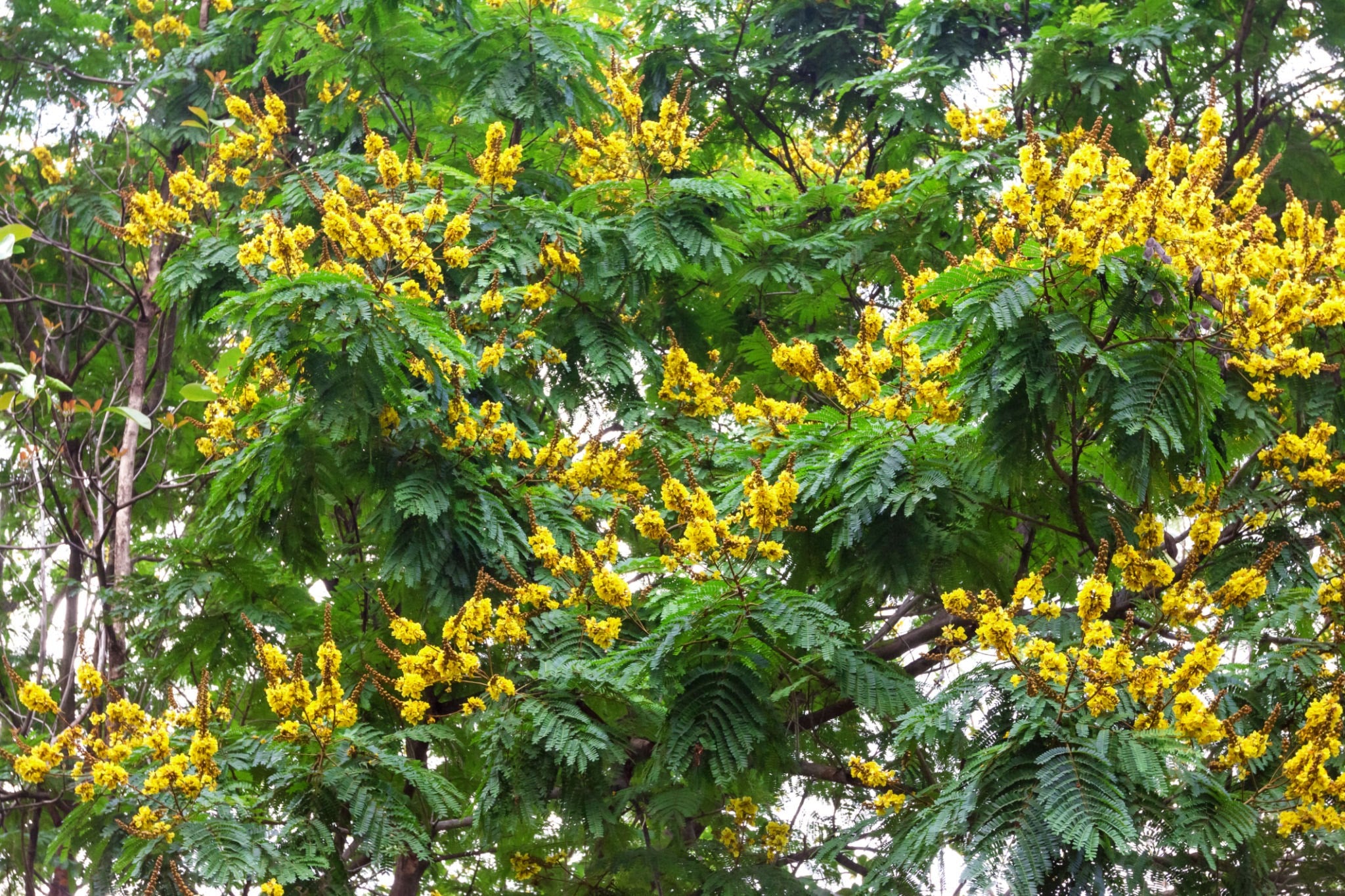 Best Peltophorum Trees Plants Nurseries Shop Now In Kadiyam India ...