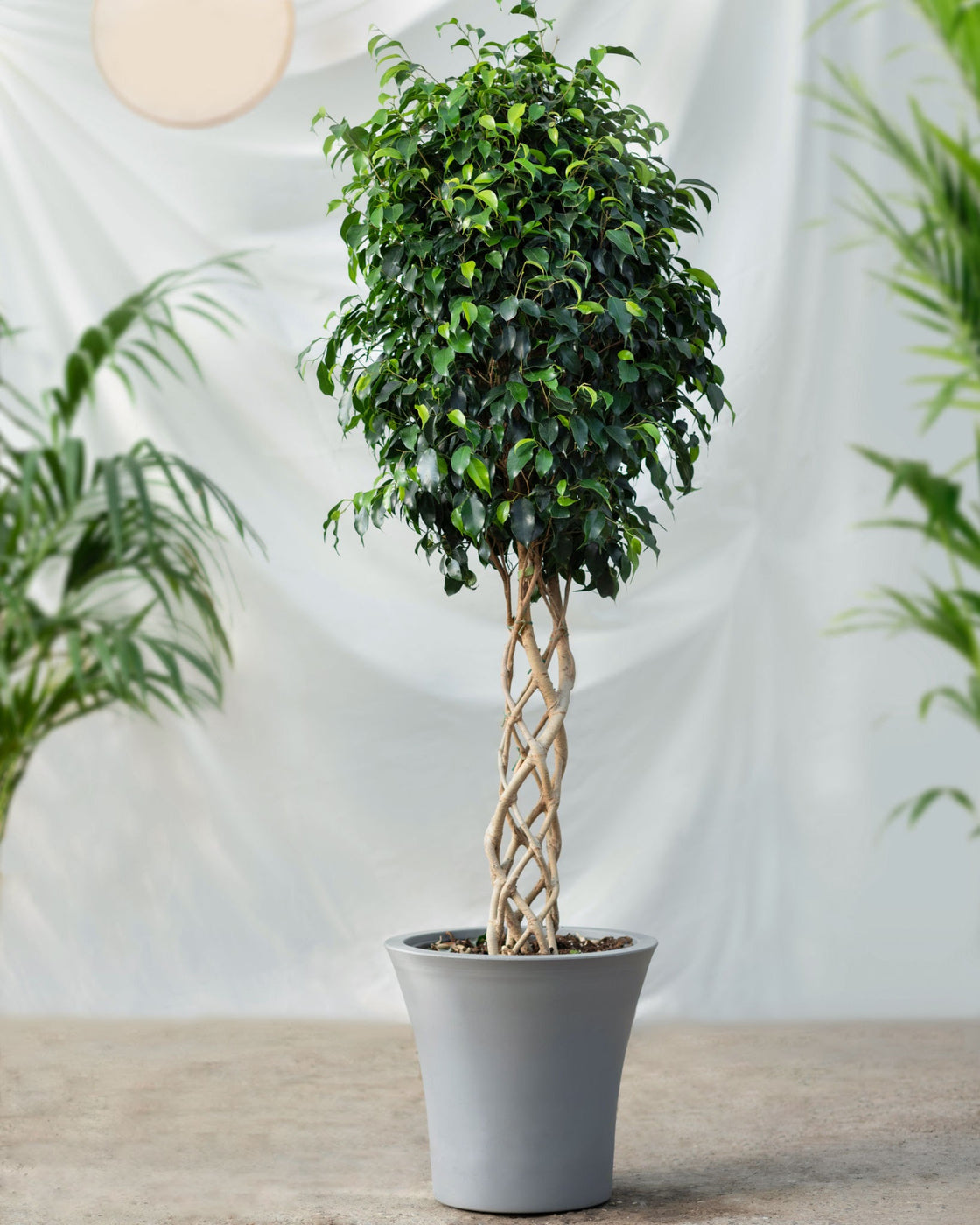 Best Ficus Benjamina Plant Trees Nurseries Near To Me Kadiyam India ...