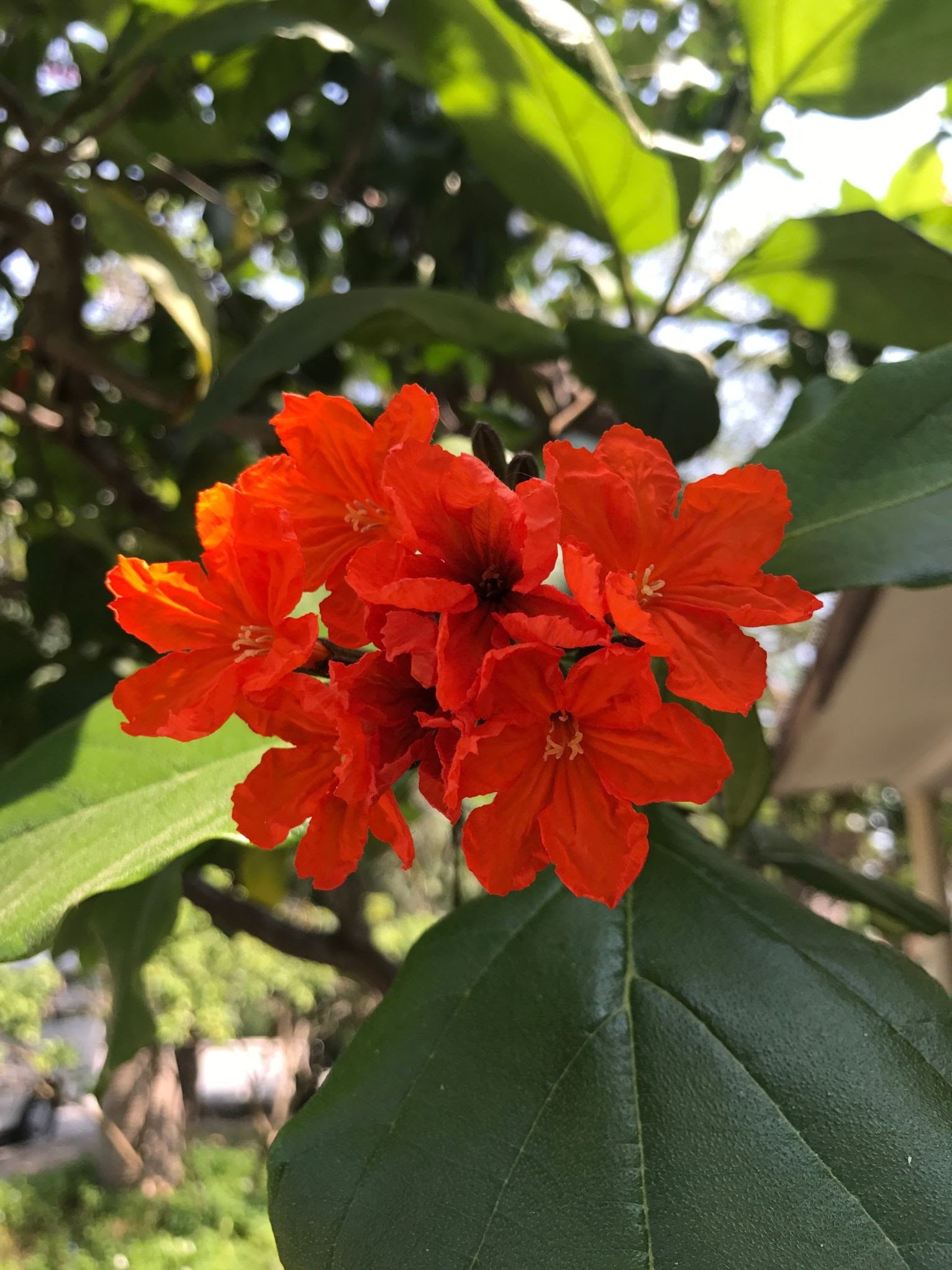 Best Cordia Sebestena Plant Trees Nurseries Near Me Kadiyam India ...