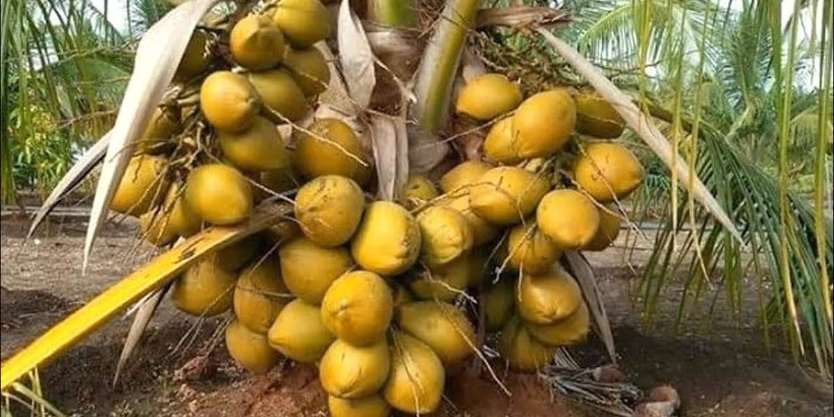 Best Coconut Fruit Plants Nurseries Near Me In Kadiyam India Cocos ...