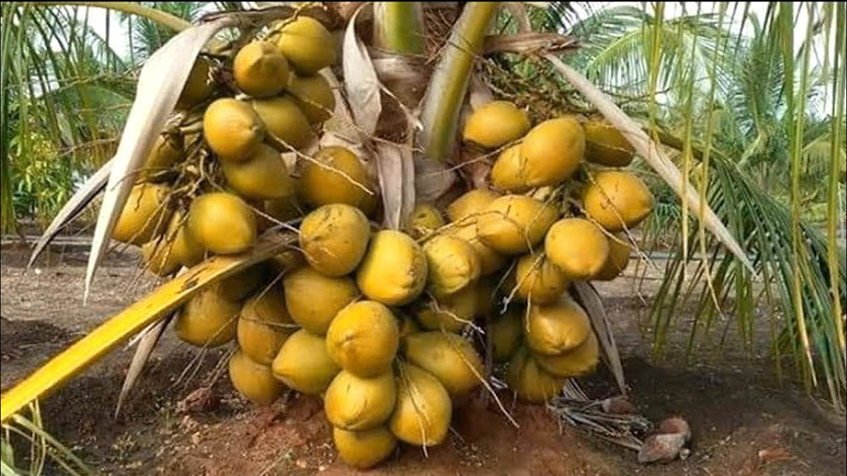 Best Coconut Fruit Plants Nurseries Near Me In Kadiyam India Cocos ...