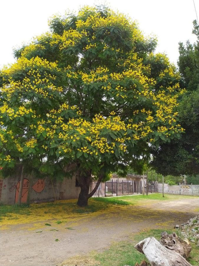 Best Peltophorum Trees Plants Nurseries Shop Now In Kadiyam India — Kadiyam Rajasri Nursery Exports