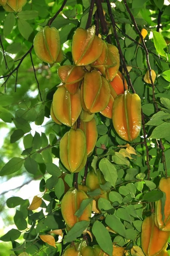 Best StarFruit Plants Shop Now In Kadiyam Nurseries India Averrhoa ...