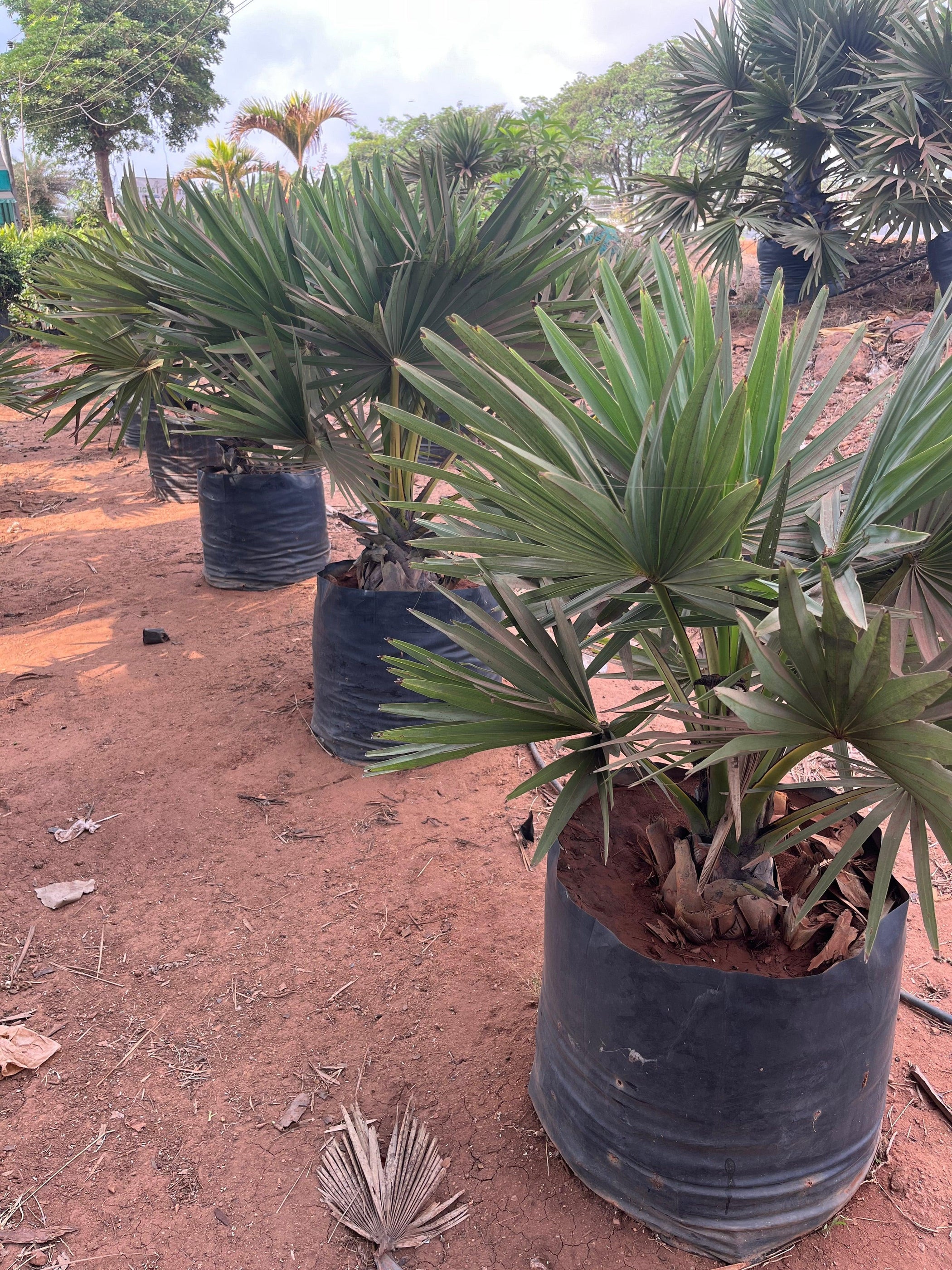 Best Ice Apple Fruit Plants In Kadiyam — Kadiyam Rajasri Nursery Exports