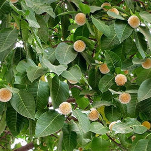 Best Kadamba Trees Near To Me Kadiyam India Neolamarckia cadamba ...