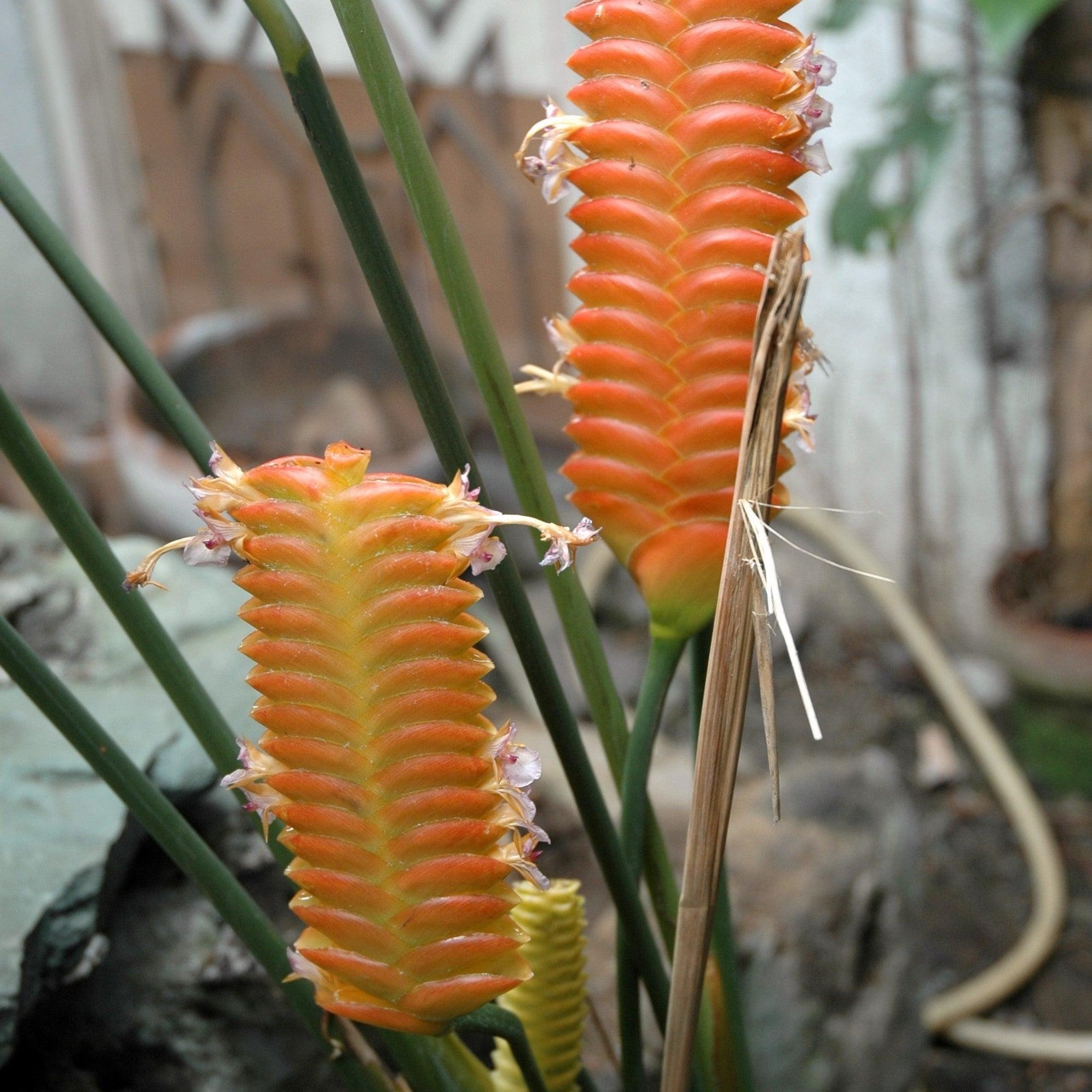 Best Calathea Crotalifera 'Orange Rattle' Plants Nursery Near To Me ...