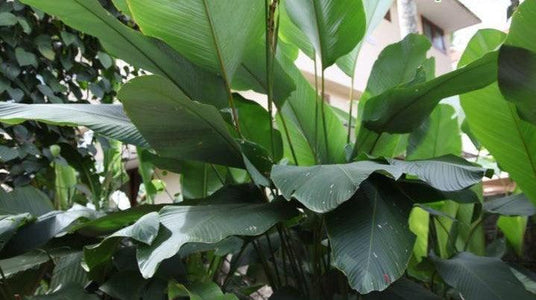 Best Calathea Lutea Plants Near To Me Kadiyam — Kadiyam Rajasri Nursery ...